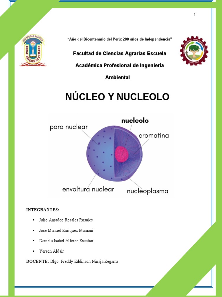 Núcleo Y Nucleolo Estructura Y Funciones Pdf Nucleo Celular