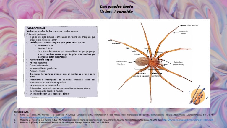 Loxosceles Laeta | PDF | Araña | Artrópodos