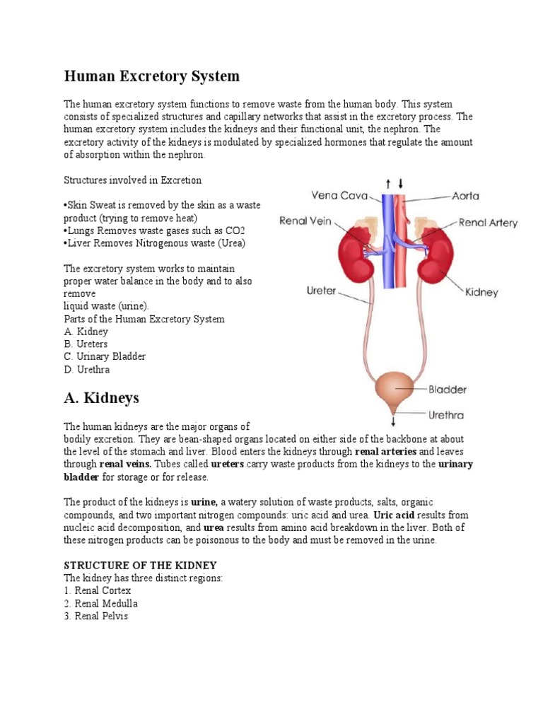 Excretory System | PDF | Kidney | Urinary System