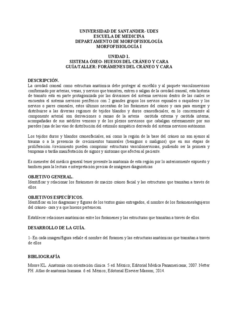 Taller De Anatomia Foramenes Del Craneo Pdf Cráneo Cabeza Y