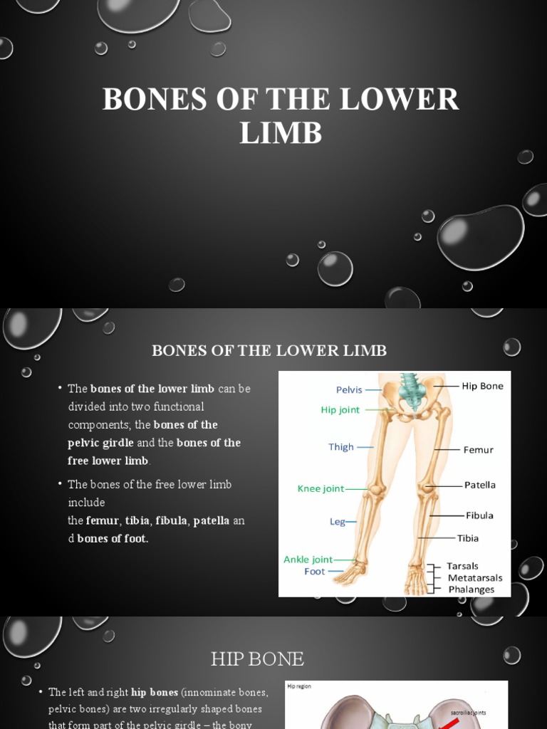 Anatomy of Lower Limb Bones | PDF | Pelvis | Knee
