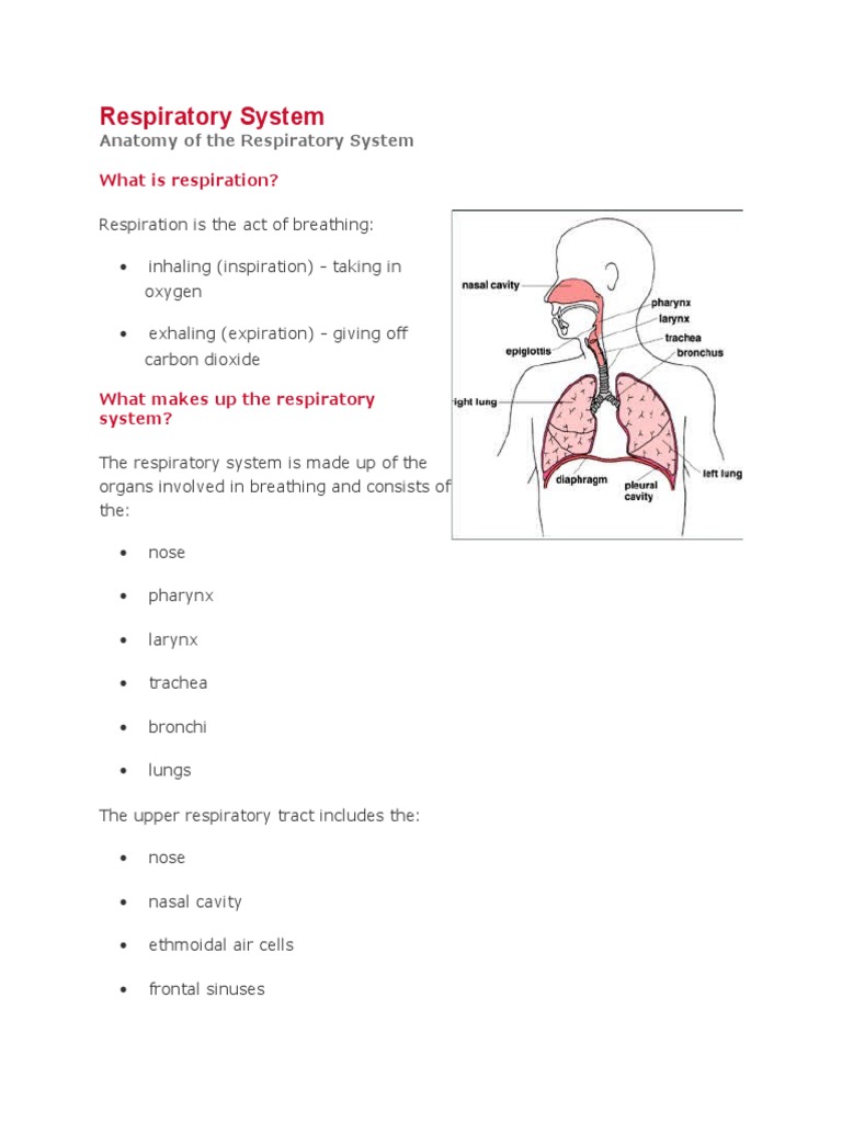 Respiratory System | PDF | Respiratory Tract | Lung