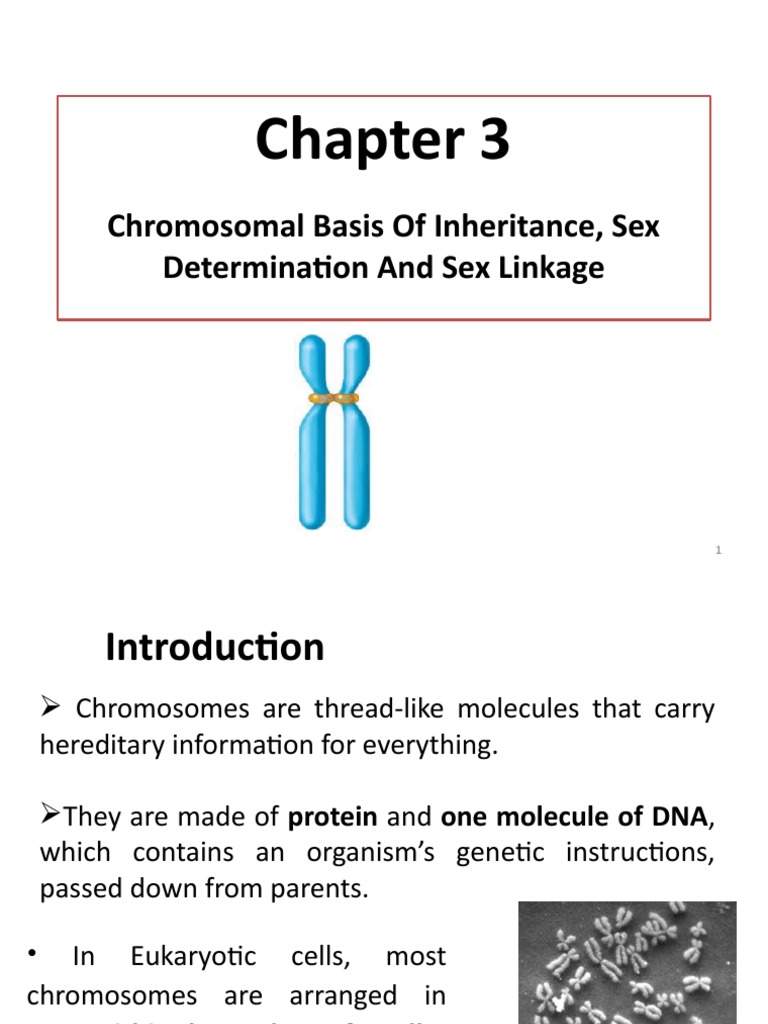 Chapter-3 - Chromosomal Basis of Inheritance PLSC | Download Free PDF ...