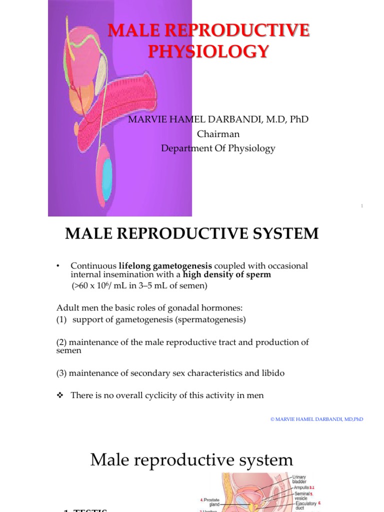 Male Reproductive Physiology Pdf Luteinizing Hormone Testicle