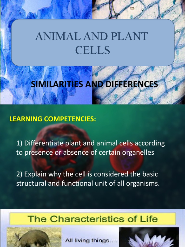Animal and Plant Cells | PDF | Cell (Biology) | Anatomy
