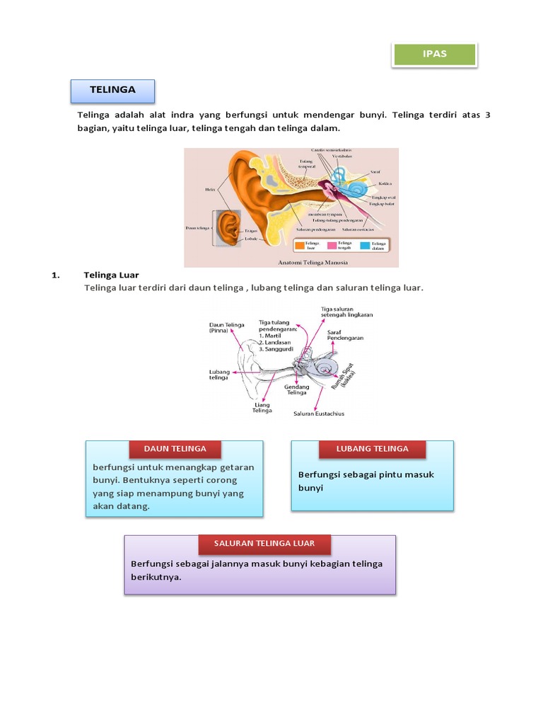 Modul Alat Indra Telinga | PDF