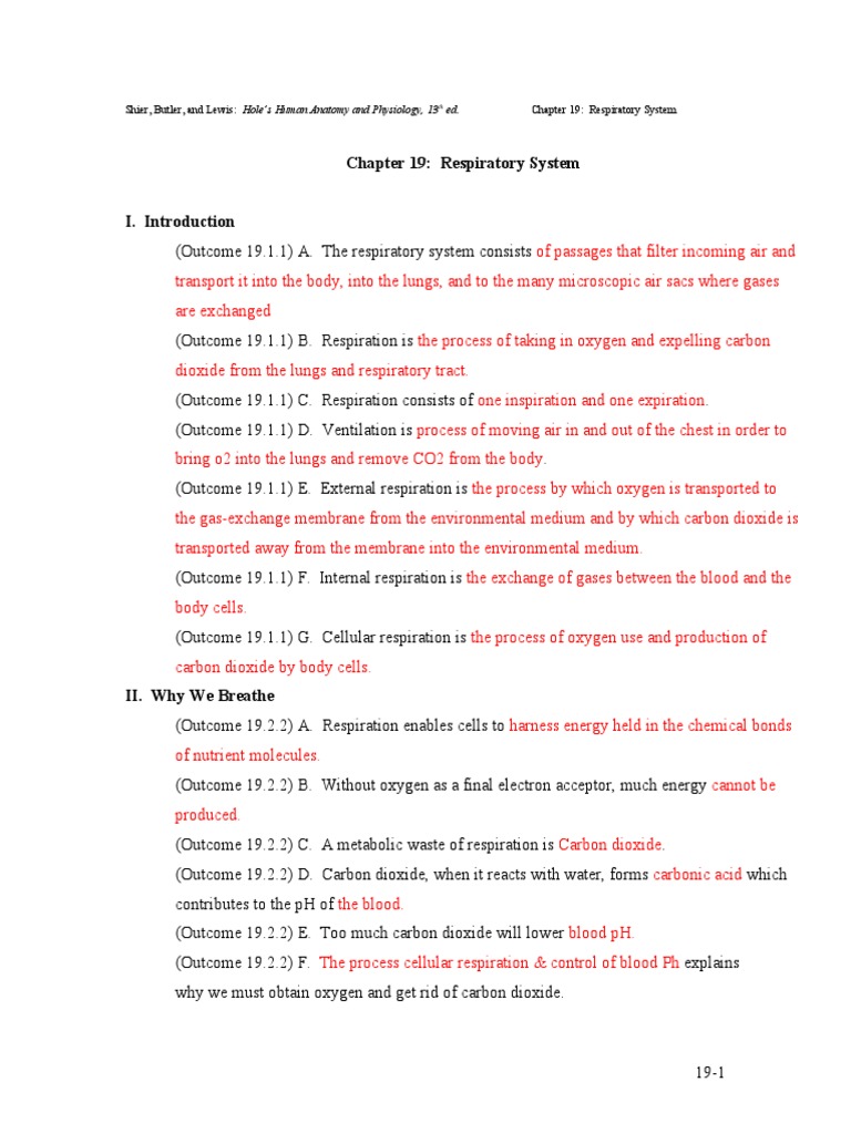 ch19 Studyoutline Respiratory-System | PDF | Lung | Exhalation