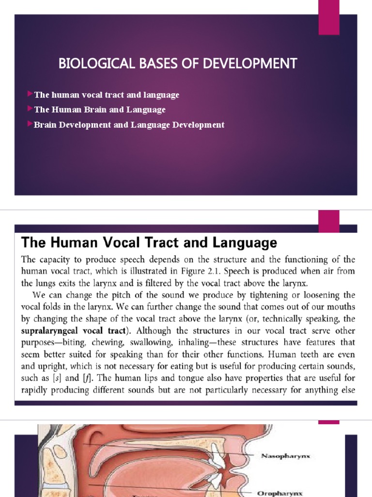 The Biological Bases of Language Development | PDF | Foreign Language ...