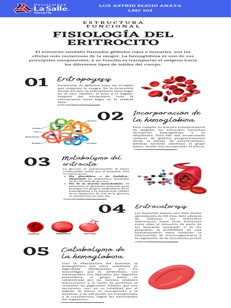 Fisiología Del Eritrocito | PDF