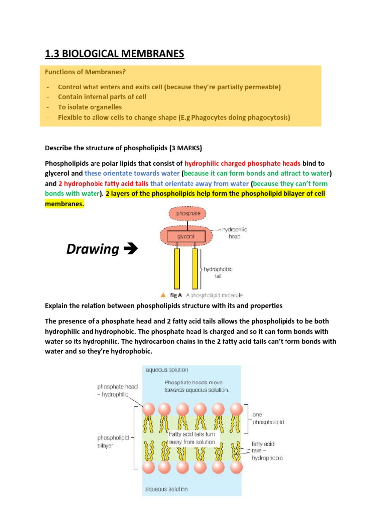 Biological Membranes | PDF | Cell Membrane | Phospholipid