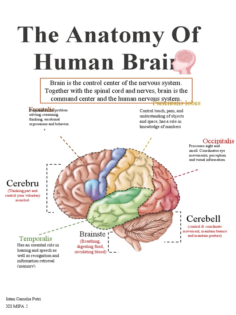 The Anatomy of Brain | PDF