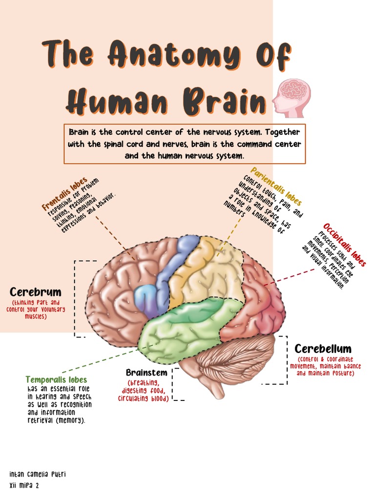 The Anatomy of Brain | PDF