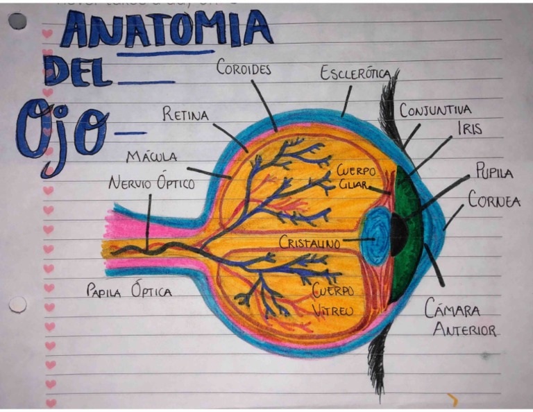 Anatomia Del Ojo | PDF