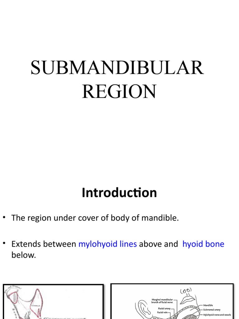 Submandibular Region | PDF | Tongue | Animal Anatomy