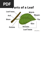 Scale Drawing of a Leaf Lab | PDF | Leaf | Drawing