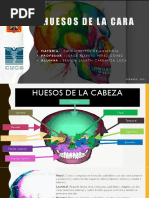 Anatomía de la Región Superciliar | PDF | Cráneo | Anatomía humana