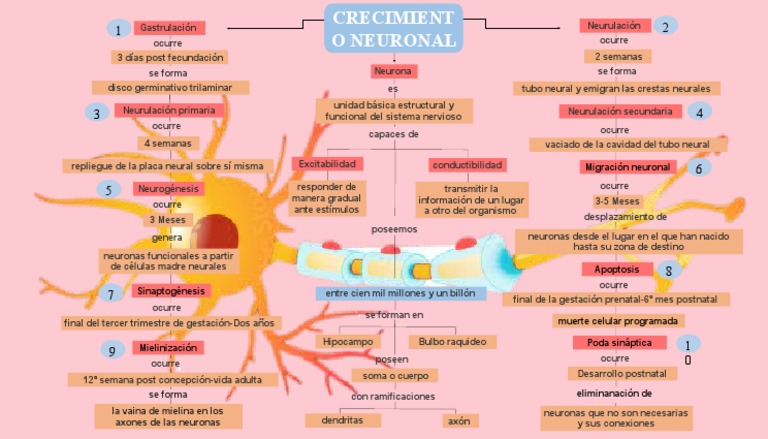 Mapa Conceptual - Crecimiento Neuronal | PDF | Neurona | Sistema nervioso