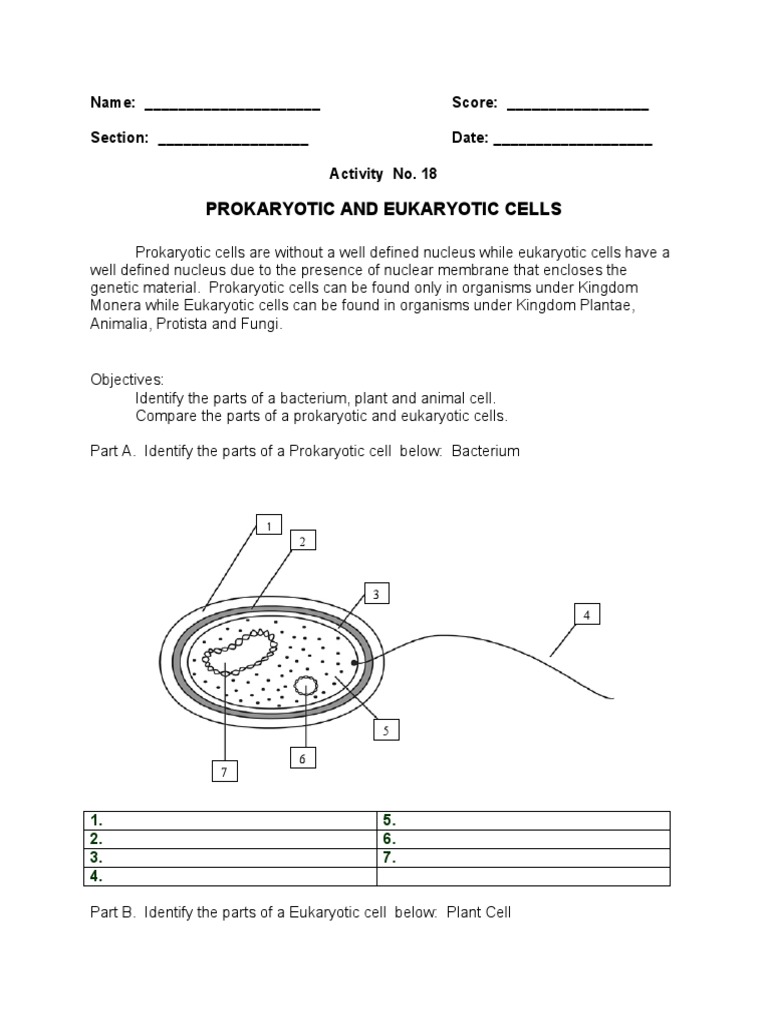 Prokaryotic vs Eukaryotic Cells Guide | PDF | Cell (Biology) | Eukaryotes