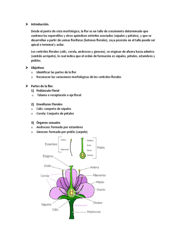 Flor | PDF | Flores | Reproducción