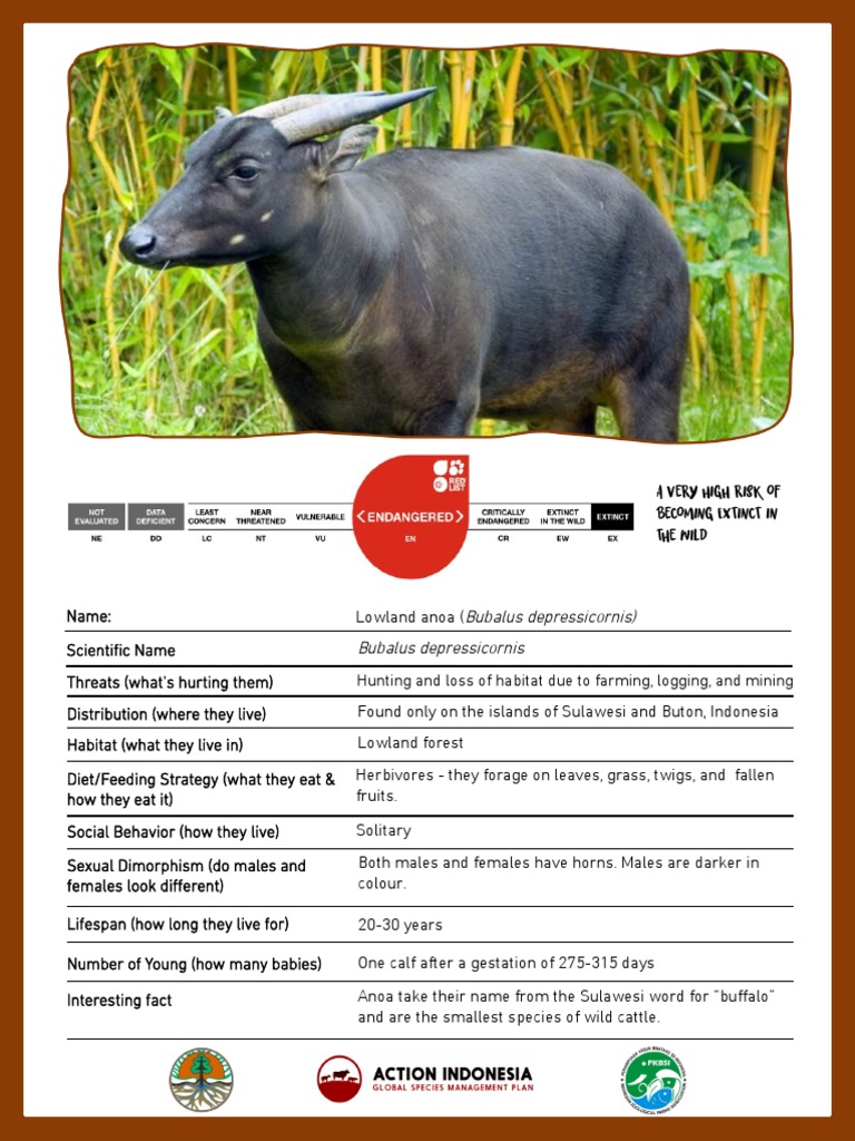 The Lowland Anoa: An Endangered Species Fighting for Survival in ...