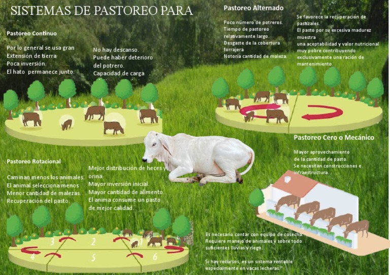 Sistemas de Pastoreo para Ganado | PDF | Pasto | Agricultura