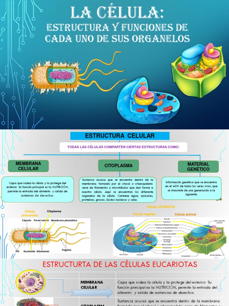 Estructura y Funciones Celulares | PDF | Biología Celular) | Citoplasma