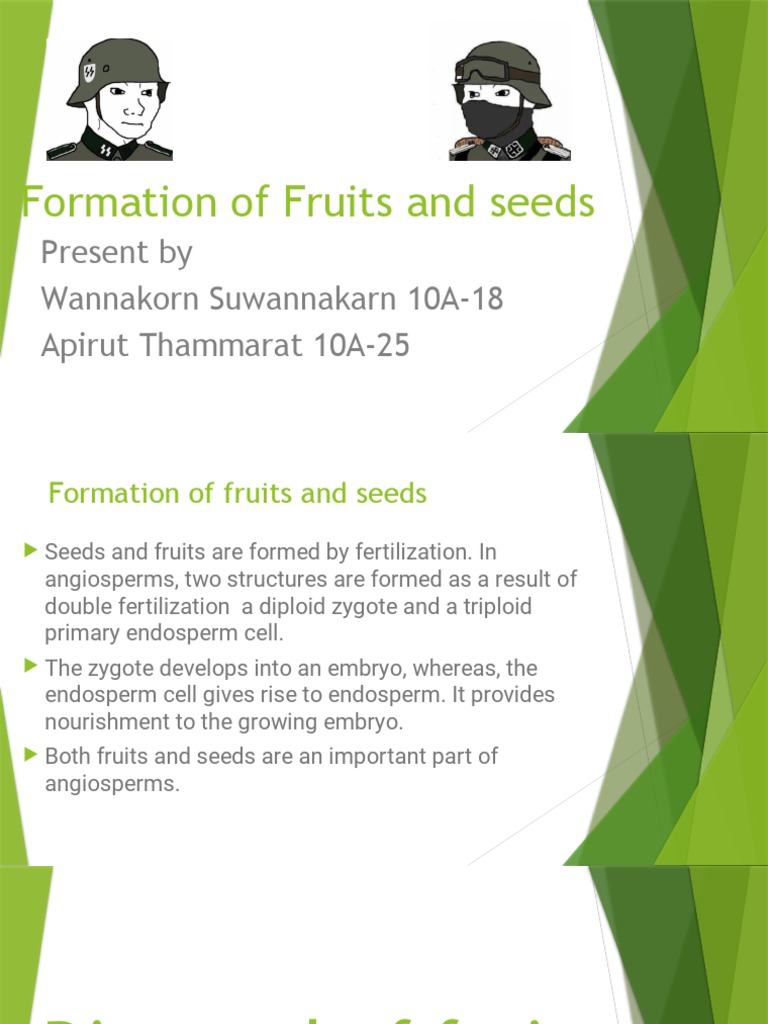 Seed and Fruit Formation in Angiosperms | PDF | Science & Mathematics
