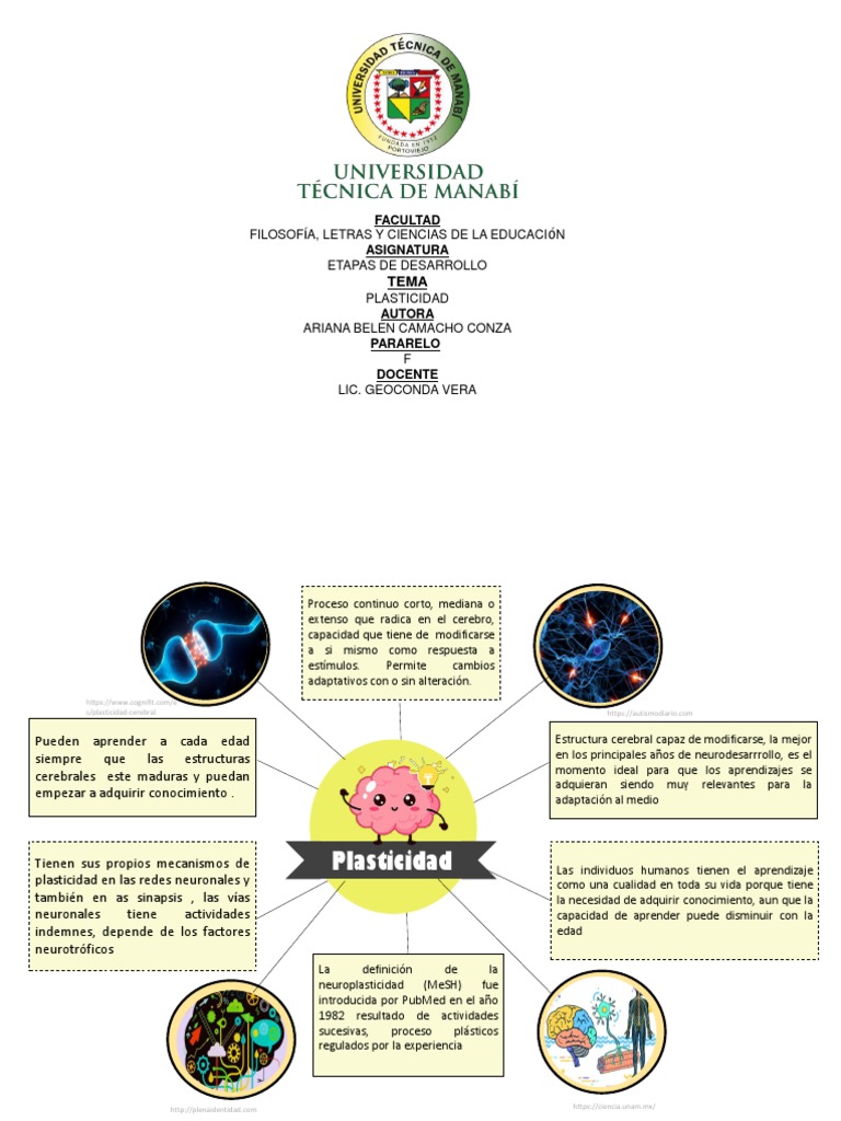 Mapa Conceptual Plasticidad Ariana Camacho | PDF | Neuroplasticidad | Aprendizaje