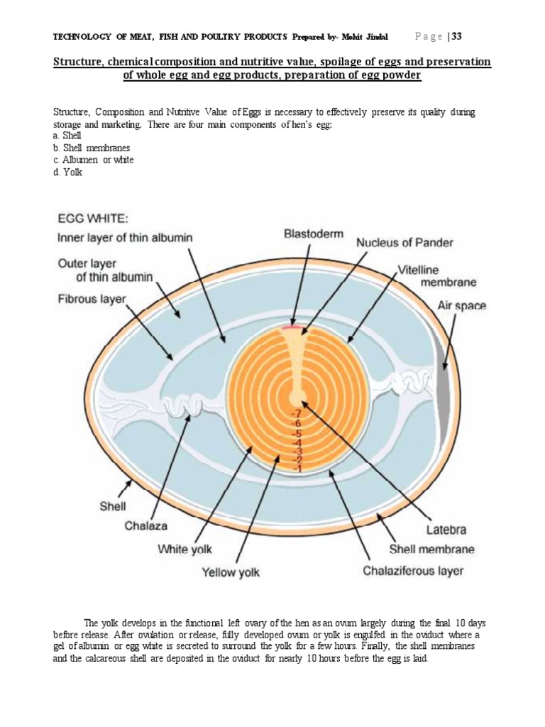 Egg Processing | PDF | Egg As Food | Yolk
