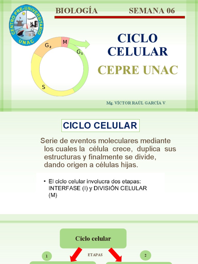 Semana 6 Biologia Ppt Ciclo Celular Pdf Mitosis Mitosis