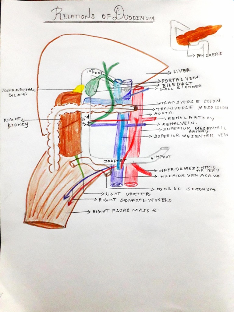 Duodenum Relations Pdf