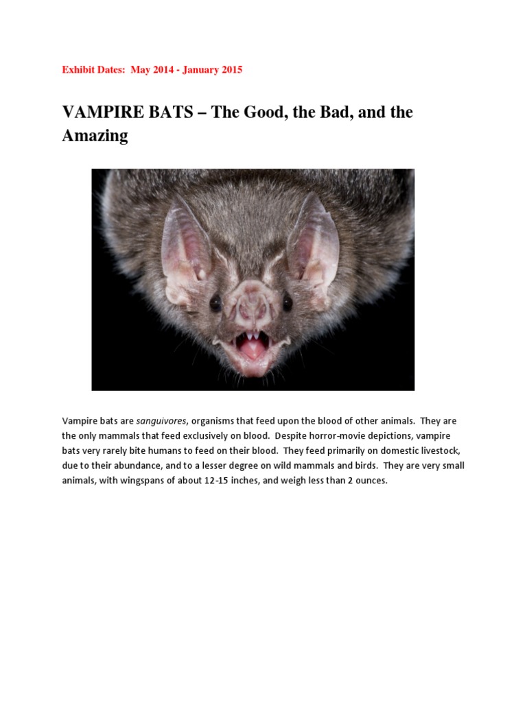 Art Vampire Bat Exhibit | PDF | Bat | Evolution
