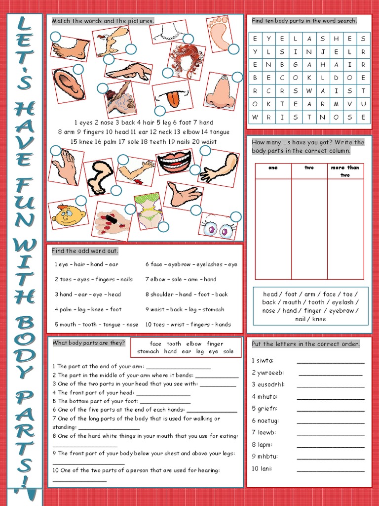 Body Parts Vocabulary Activities | PDF | Hand | Anatomy