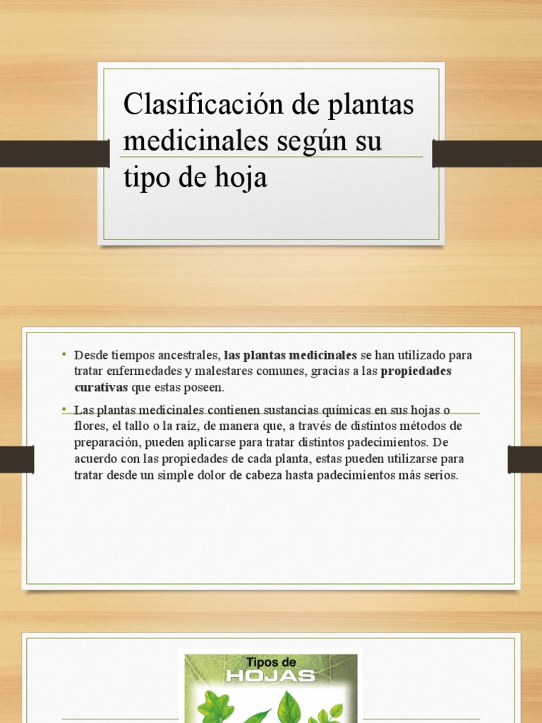 Plantas Medicinales Segun Sus Hojas | PDF | Plantas medicinales | Hoja