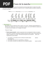 Marcha de Trendelemburg | PDF | Nalgas | Rodilla