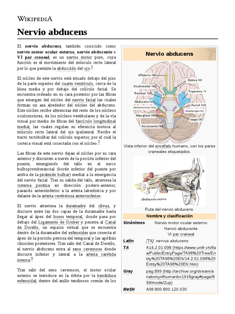 Nervio Abducens | PDF | Anatomía | Anatomía humana