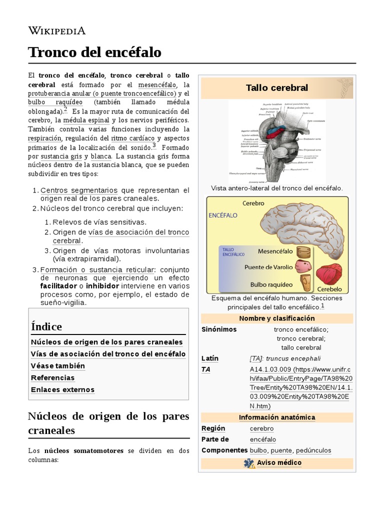 Tronco Del Encéfalo | PDF | Tronco encefálico | Cerebro