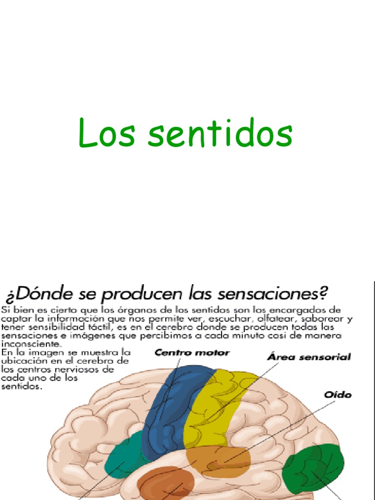 Los Sentidos | PDF | Percepción visual | Ojo humano