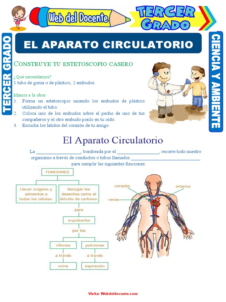 El Aparato Circulatorio para Tercer Grado de Primaria | PDF | Sistema ...