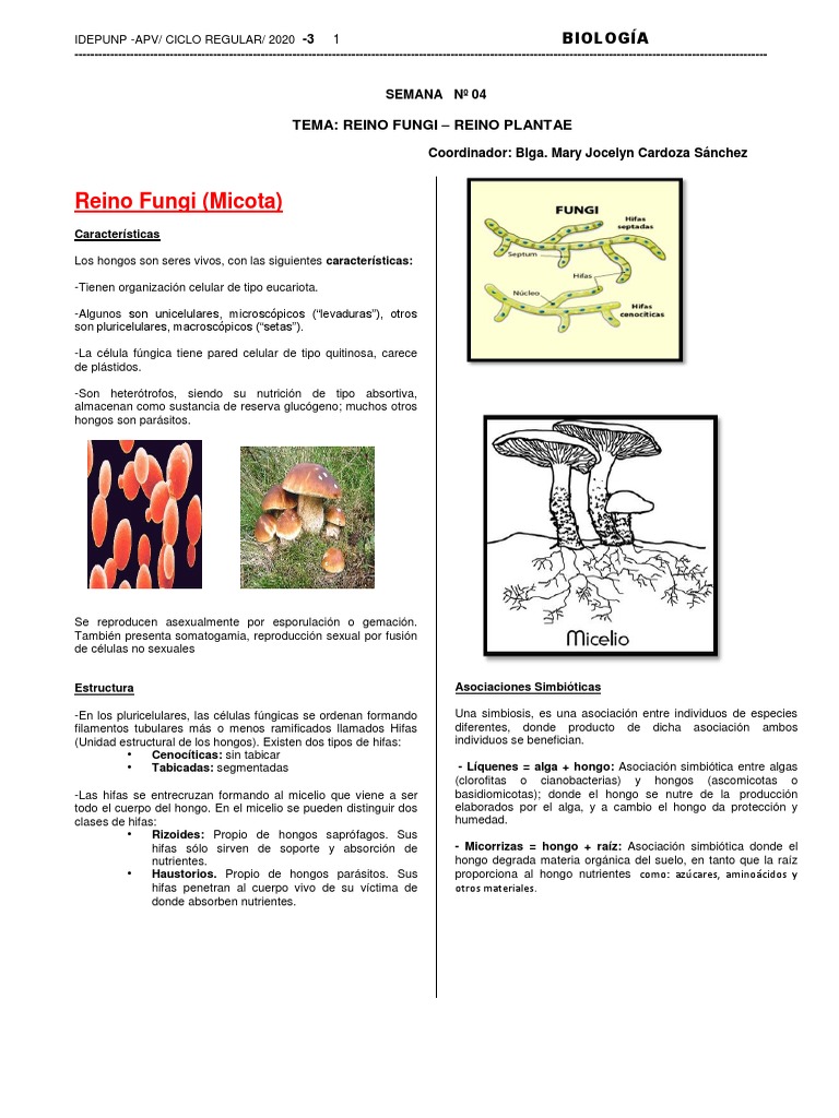 4.teoria Semana | PDF | Plantas | Hongo