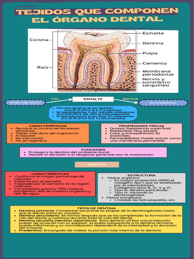 Infografía Primer Molar Inferior Izquierdo 3.6 | PDF | Dentina ...