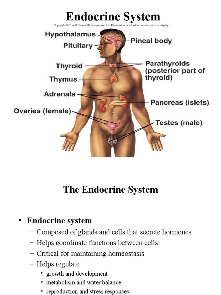 An Overview of the Endocrine System: Hormones, Glands, and Regulation of Homeostasis | PDF ...
