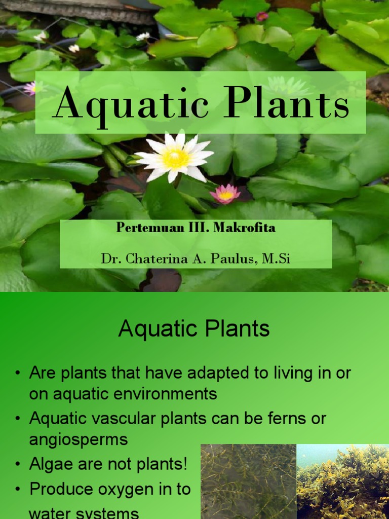 3 Aquatic Plants | Download Free PDF | Plants | Leaf