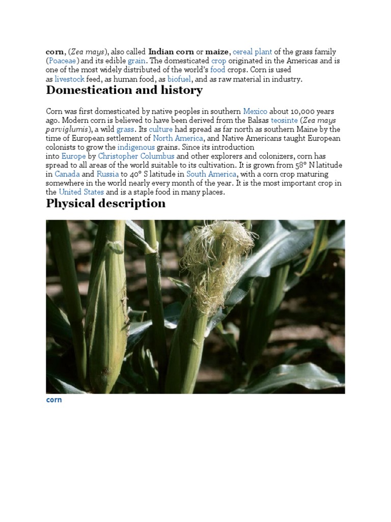 Corn | PDF | Maize | Cereals