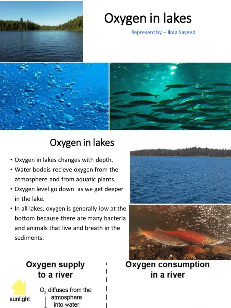 Oxygen Dynamics in Lakes | PDF
