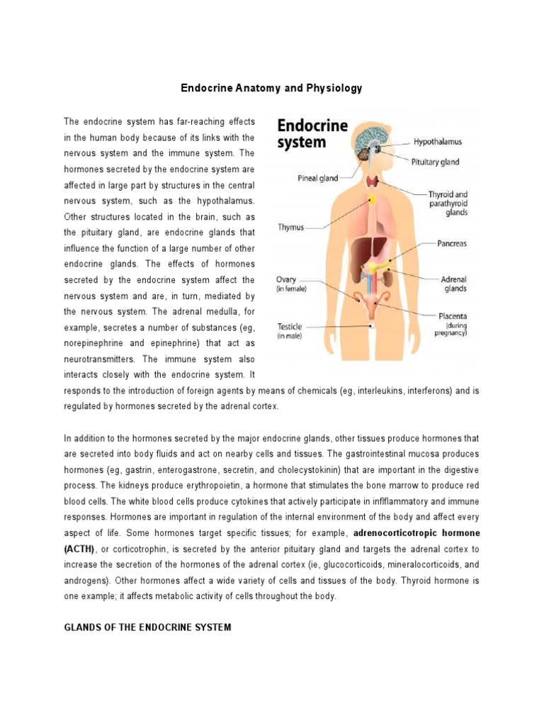 Endocrine Anatomy and Physiology | PDF | Pancreas | Adrenal Gland
