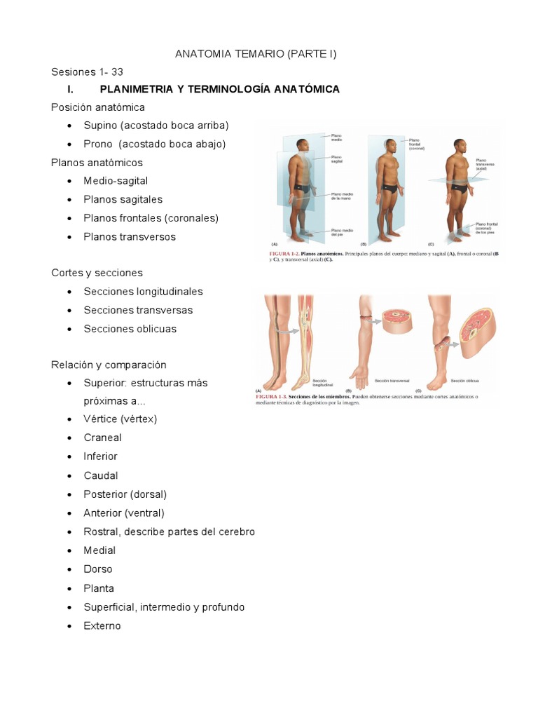 ANATOMIA TEMARIO part1 | PDF