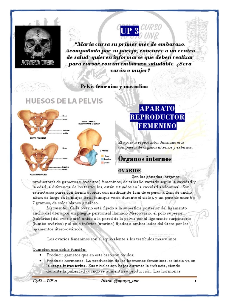 UP3 - CyD 2020 | PDF | Ciclo menstrual | Útero