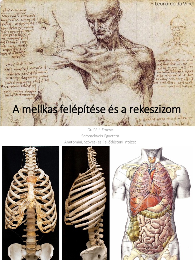 A Mellkas Felépítése És A Rekeszizom | PDF