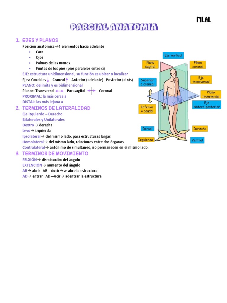 Parcial Anatomia - Ejes y Planos | PDF